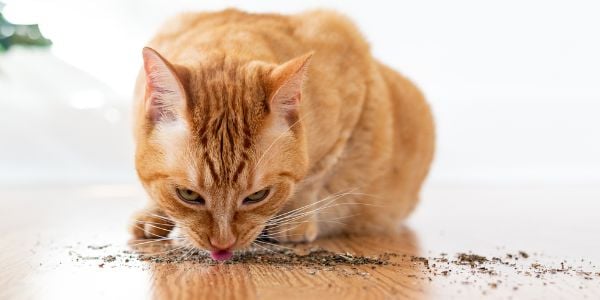Why Try Catnip On Your Cat? And How It Works. | Preventive Vet